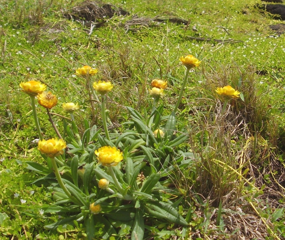 Fingal Headland Maritime Themeda Grassland Restoration | EMR Project ...