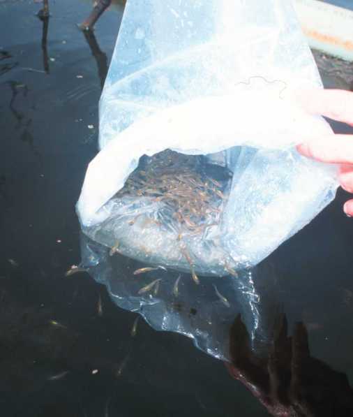 Assessing the impacts of native fish stocking on fish within the Murray ...