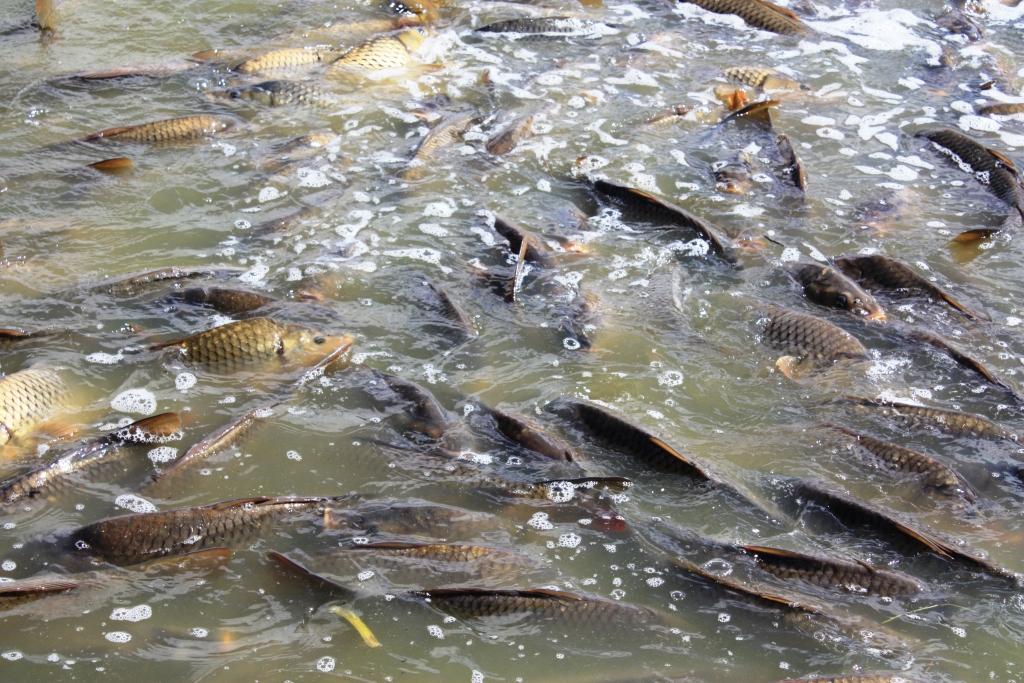 Examination of options for removal and disposal of Carp from fishways ...