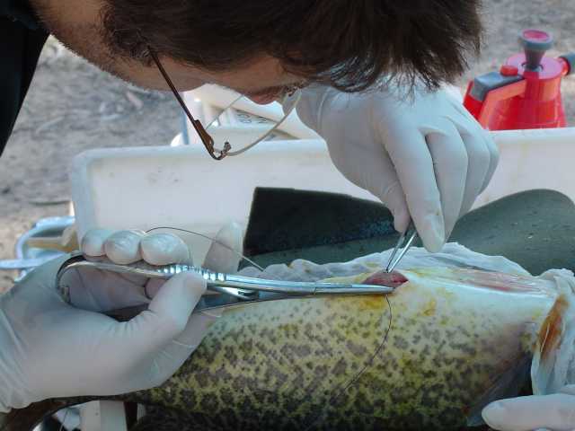 Contribution of anabranches to the protection and enhancement of Murray ...