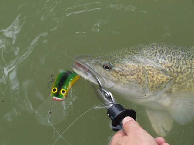 Contribution of anabranches to the protection and enhancement of Murray ...