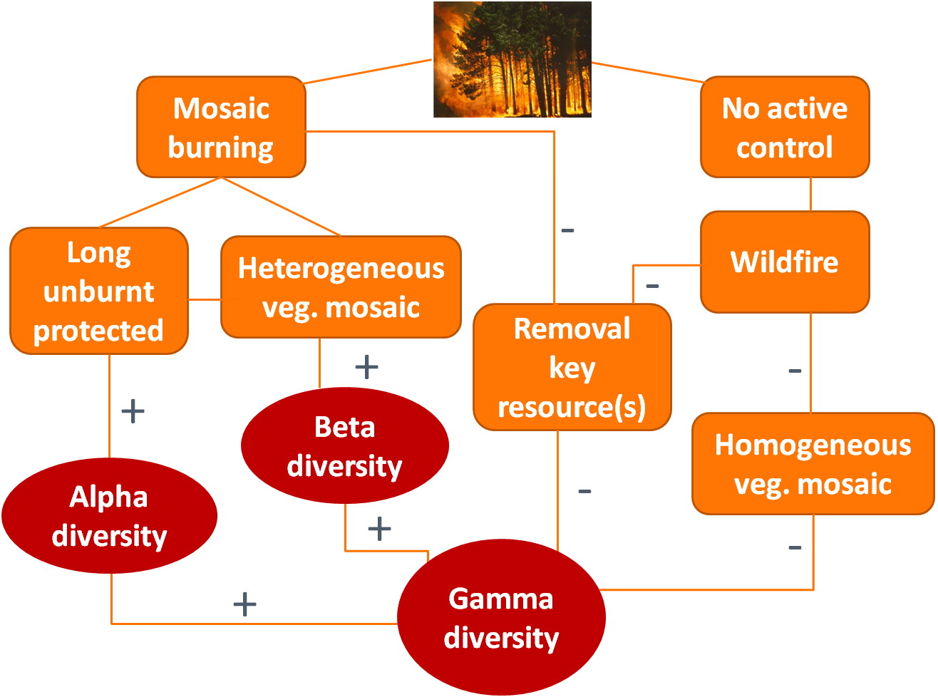 Managing fire for nature conservation in subtropical woodlands | EMR ...