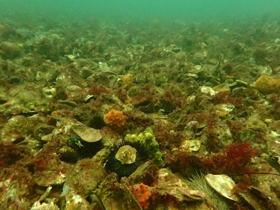 Case Study: Restoring the Lost Shellfish Reefs of Port Phillip Bay ...