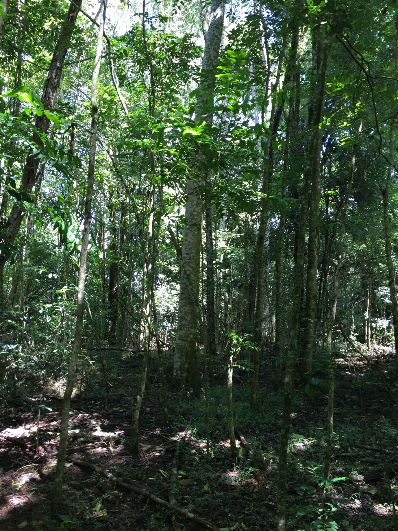 Subtropical rainforest restoration at the Rous Water Rainforest Reserve ...