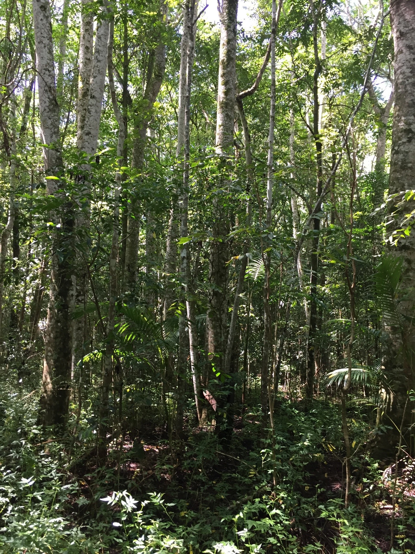 Subtropical rainforest restoration at the Rous Water Rainforest Reserve ...