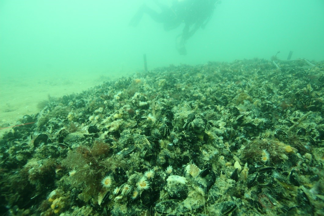 Case Study: Restoring the Lost Shellfish Reefs of Port Phillip Bay ...