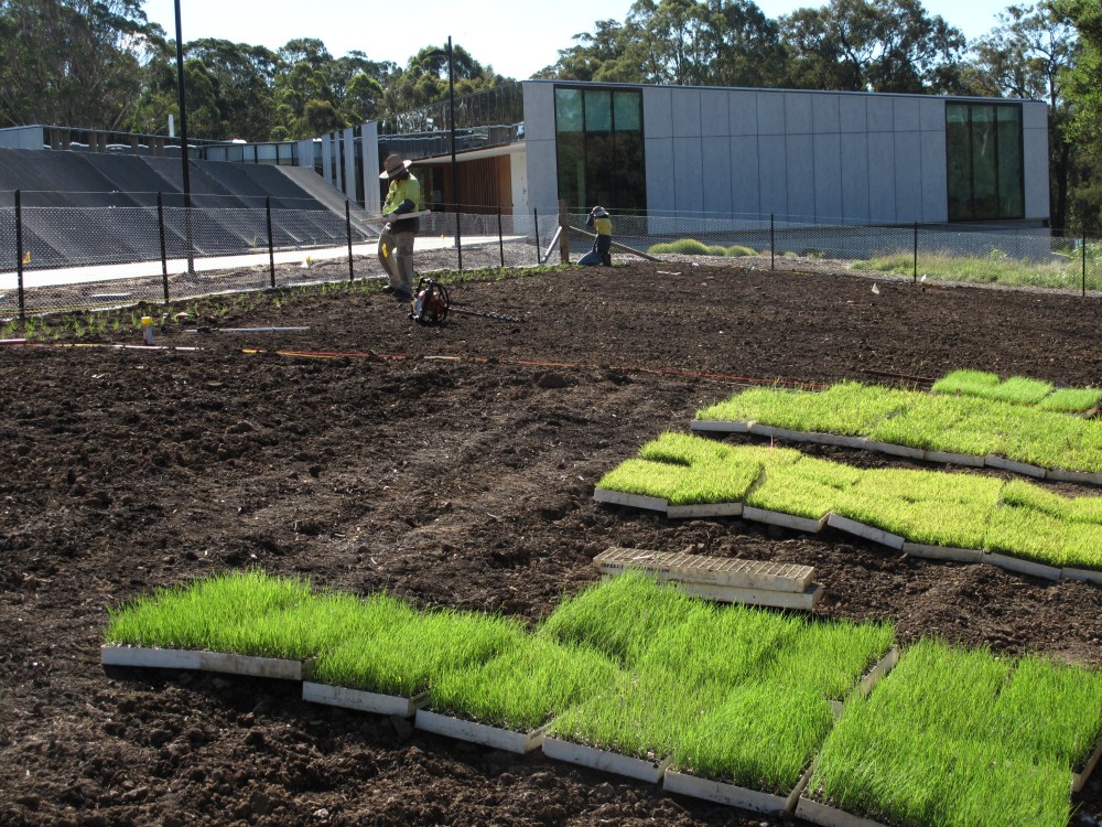 Seed production and direct seeding to restore grassy understorey ...