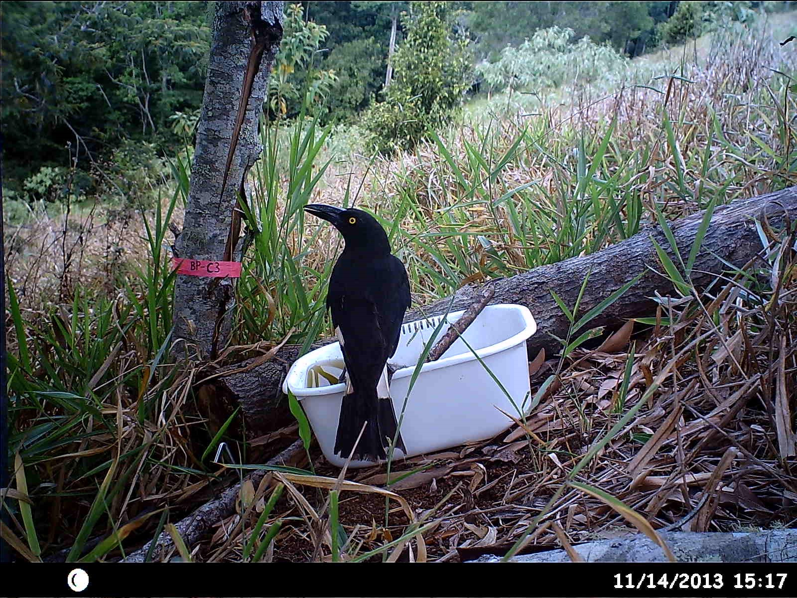 A water point design to facilitate seed dispersal into revegetation or ...