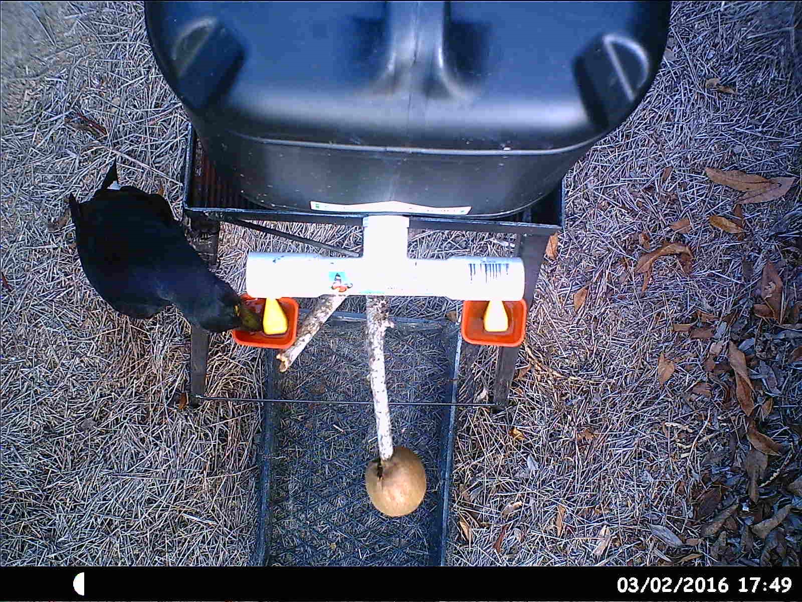 A water point design to facilitate seed dispersal into revegetation or ...