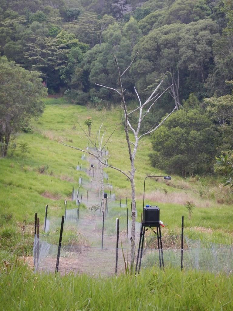 A water point design to facilitate seed dispersal into revegetation or ...