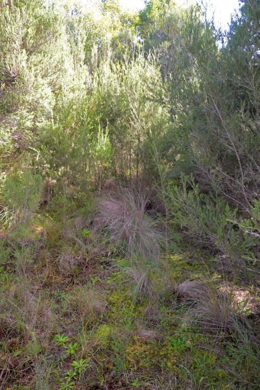 Re-establishing cryptogamic crust at The Waterways, Mordialloc | EMR ...