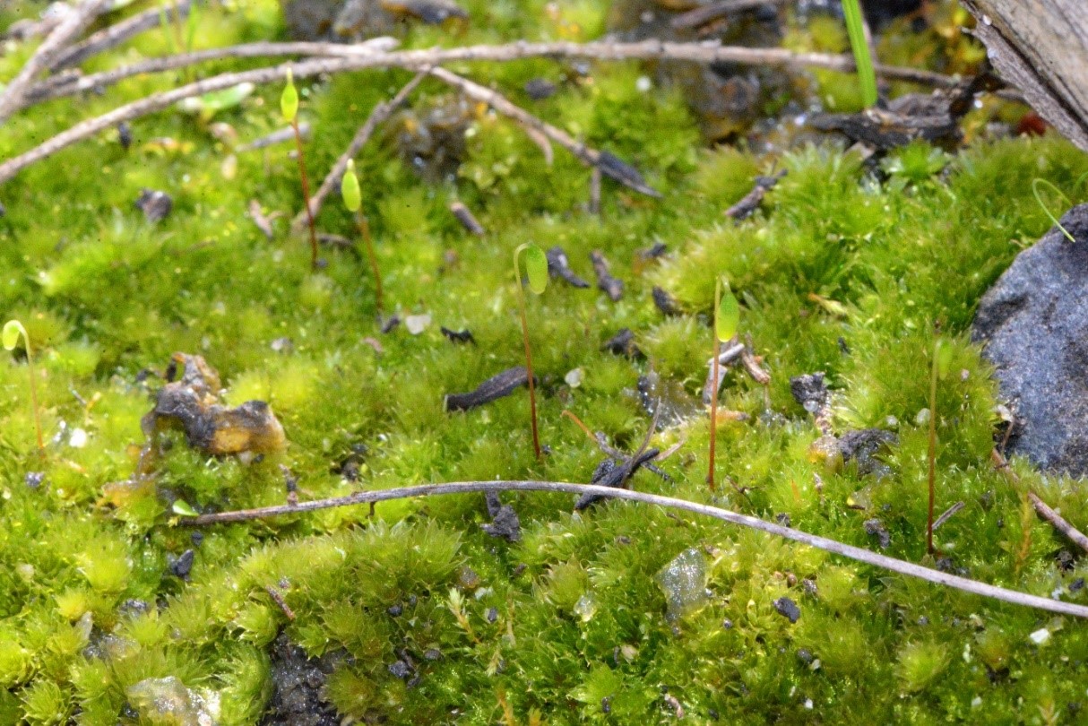 Re-establishing cryptogamic crust at The Waterways, Mordialloc | EMR ...