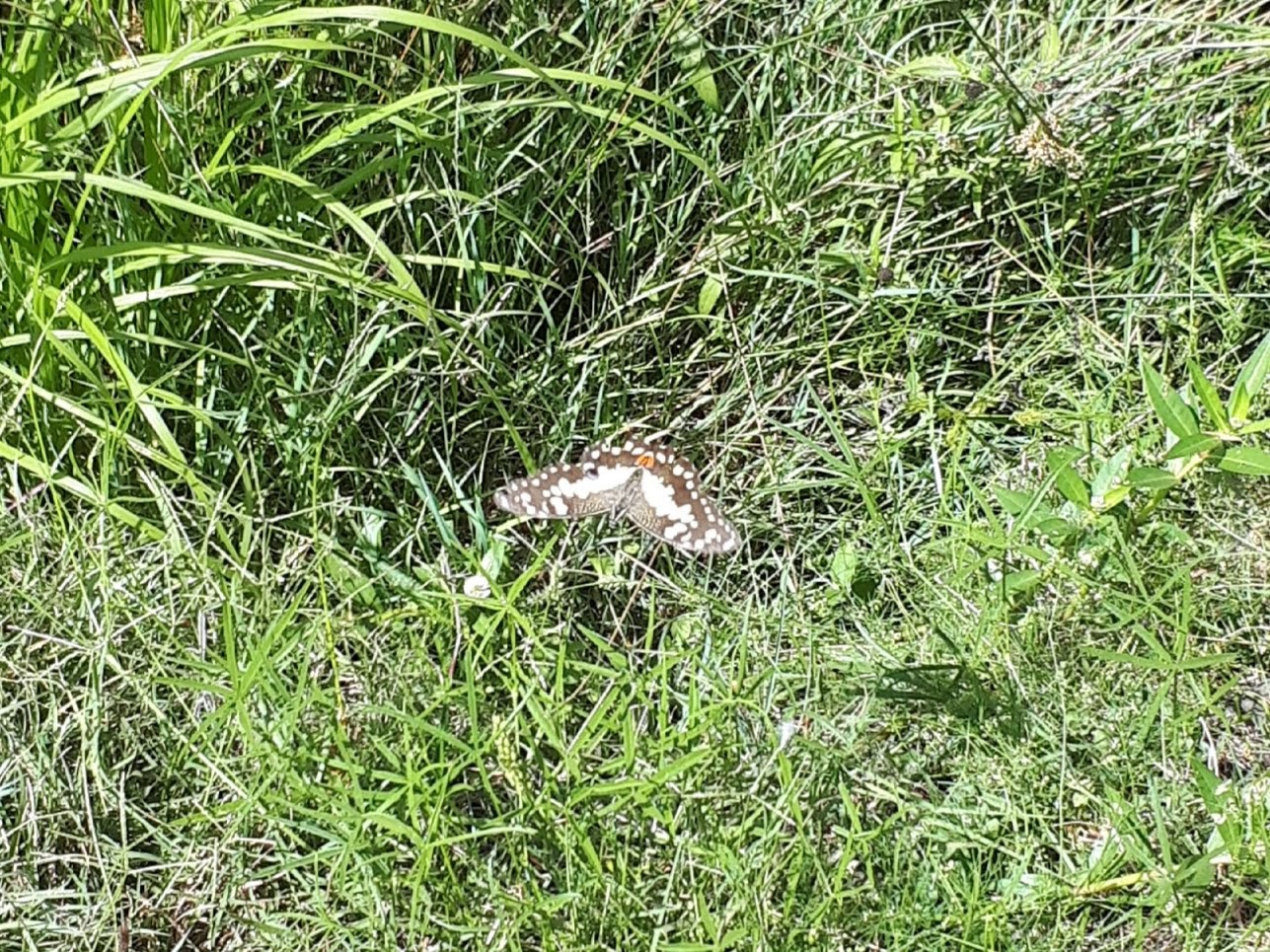 Rewilding lake edges at Sherwood Arboretum, Queensland | EMR Project ...